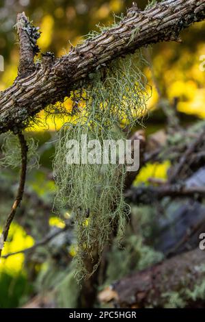 Closeup of lichen Usnea Filipendula and a parasite plant in a tree ...