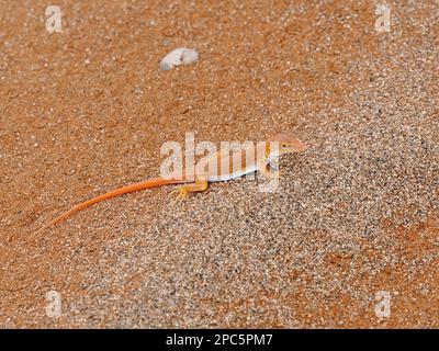 Wedge-snouted Desert Lizard (Meroles cuneirostris) adult standing on ...