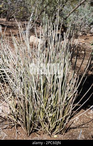 Euphorbia antisyphilitica - candelilla Stock Photo - Alamy