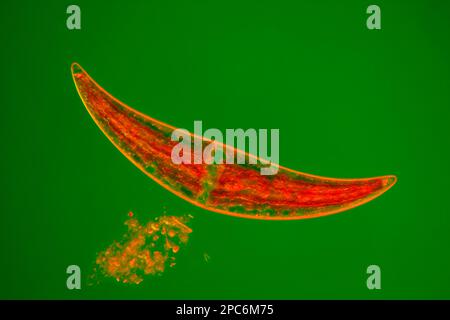 Closterium algae, light micrograph Stock Photo - Alamy