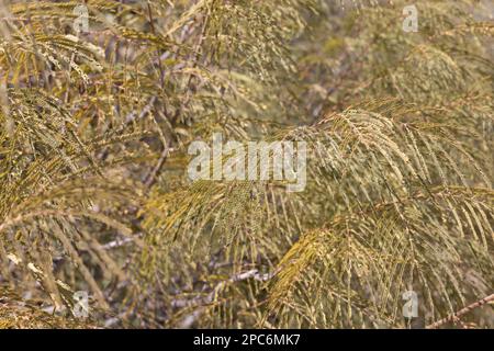 Lysiloma watsonii 'thornberi' - desert fern tree Stock Photo - Alamy