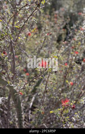 Calliandra californica - Baja fairy duster shrub, flowering Stock Photo ...