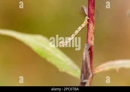 Golden-rod pug caterpillar (Eupithecia virgaureata Stock Photo - Alamy