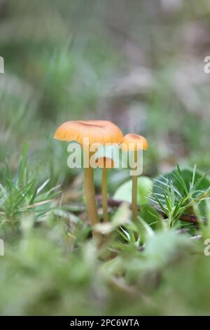 Rickenella fibula, also called Omphalina fibula, commonly known as ...