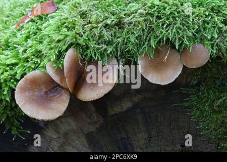 Pluteus phlebophorus, commonly known as wrinkled shield, wild mushroom ...
