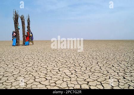 India, Gujarat state, Little Rann of Kutch, Wild Ass Sanctuary, Indian ...