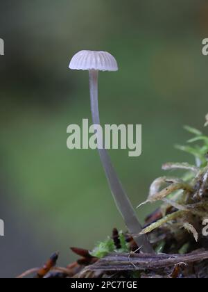 Roridomyces rorida, also called Mycena rorida, commonly known as the ...