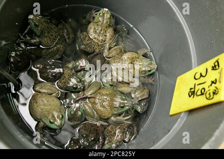 A bucket of frogs in a Chinatown market, New York City Stock Photo - Alamy