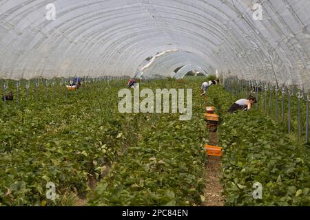 Commercial strawberry picking Stock Photo - Alamy