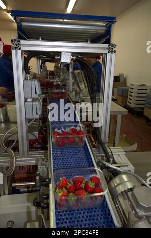 Strawberry production line, trays are packed for Tesco#s Stock Photo ...