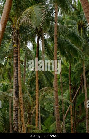 The photo depicts a verdant grove of coconut trees, their towering ...