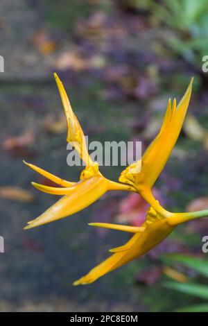 Malaysia, Sabah, Sepilok, rainforest, flower Stock Photo - Alamy