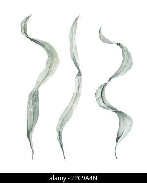 Watercolor laminaria. Hand painted underwater kelp floral illustration ...