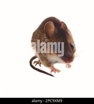 Theriology. Mouse-like rodents of boreal forests, north-east of Europe ...