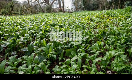 A large patch of wild garlic growing in spring in the UK Stock Photo ...