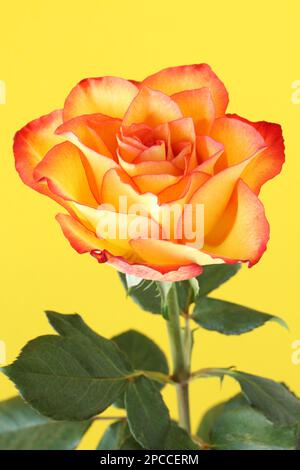 Single glowing yellow rose bloom showing natural patterns. Close up ...