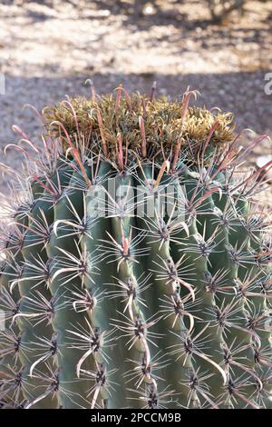 Ferocactus wislizeni, fishhook barrel cactus in bloom, also known as ...