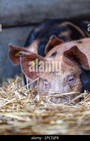 Pig sleeping in straw Stock Photo - Alamy