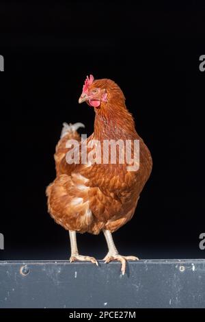 Free range hen against a black background in a barn. North Yorkshire ...