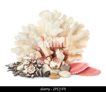 Beautiful exotic sea coral, shells and pebbles on white background ...