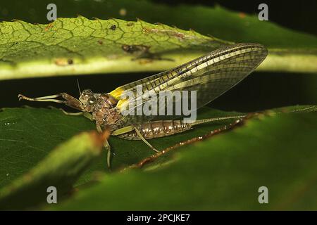 Scalygill mayfly (Coloburiscus humeralis Stock Photo - Alamy