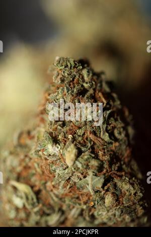 Medical marijuana flower super buds recreational ganja close up ...