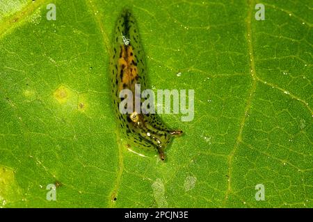 Leaf vein leopard slug Stock Photo - Alamy
