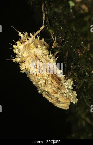 Moth infected with cordyceps fungus Stock Photo - Alamy