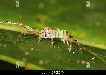 Flower spider (Diaea ambara Stock Photo - Alamy