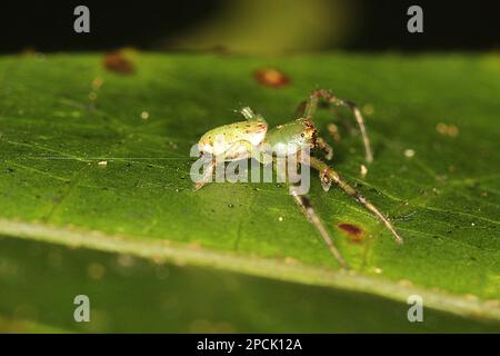 Flower spider (Diaea ambara Stock Photo - Alamy