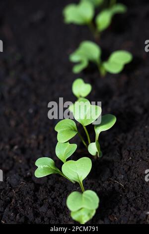 Black radish in the garden Stock Photo - Alamy