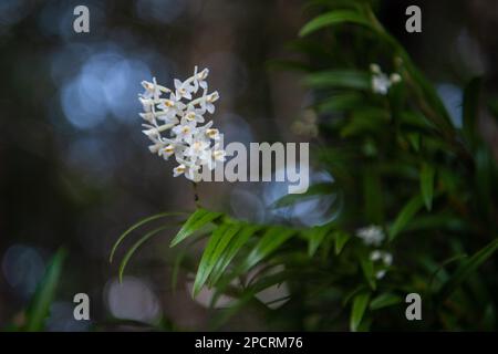 Earina autumnalis, the Easter orchid from Fiordland National Park in ...