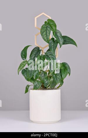 Beautiful green leaves of Monstera Siltepecana, a rare tropical ...