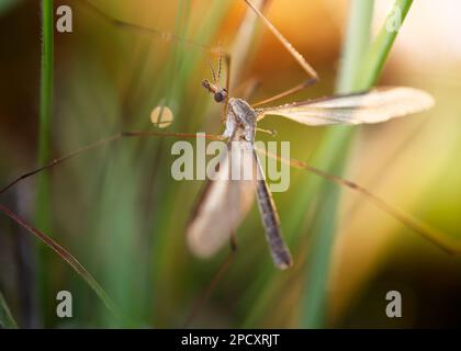 A species of crane fly perched among grasses Stock Photo - Alamy