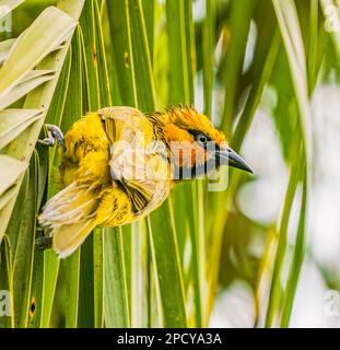 Spectacled Weaver (Ploceus ocularis) Aves Stock Photo - Alamy