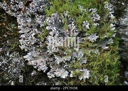 Peltigera rufescens, commonly known as the field dog lichen Stock Photo ...