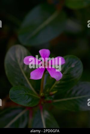 beautiful and amazing pink Periwinkle flower Stock Photo - Alamy