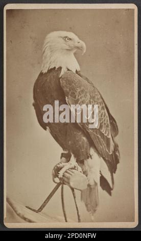 "Old Abe" Eagle of 8th Wisconsin Volunteers n.d.a Stock Photo - Alamy