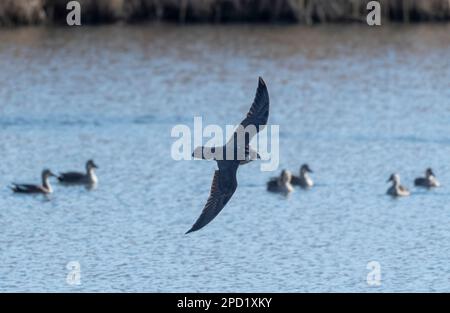 Peregrine Falcon in flight in Japan where it is known as "Hayabusa ...