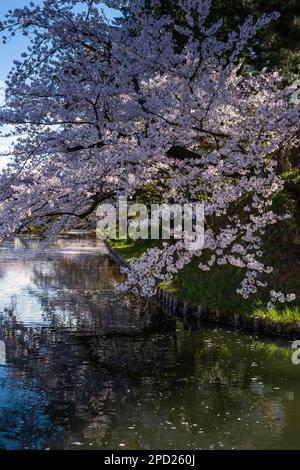 Spring scenery around the moat of Hirosaki Castle, Aomori Prefecture ...