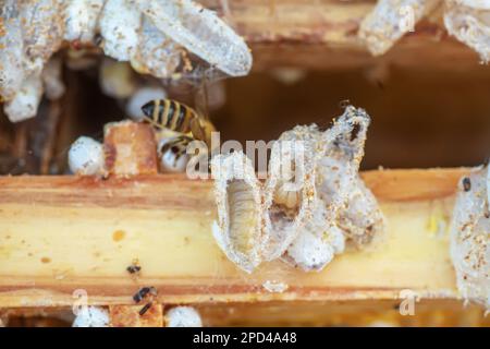 Fully-grown larvae form cocoons in comb debris, attached to frame or ...