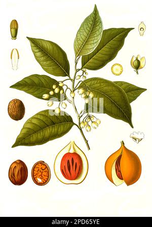 Heilpflanze, Muskatnussbaum, (Myristica fragrans) ist eine Pflanzenart ...