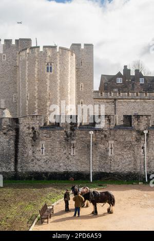 Shire Horses Harrowing Stock Photo - Alamy