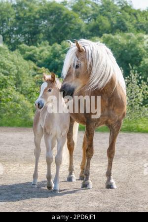 standing Haflinger Horse foal Stock Photo - Alamy