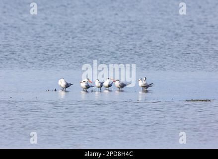 Caspian and Elegant Terns Standing in Shallow Water Stock Photo - Alamy