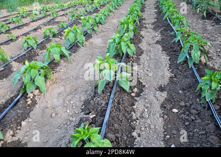 Drip irrigation is used to grow vegetables in organic soil Stock Photo ...
