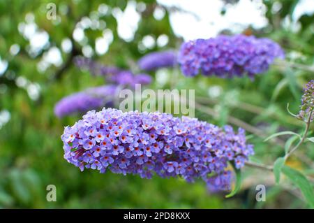 The buddleja davidii bush is blooming in the garden Stock Photo - Alamy