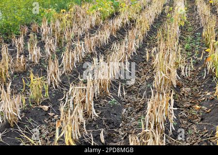 On the stem of hariot (beacns, phaseolus) crop of ripe pods Stock Photo ...