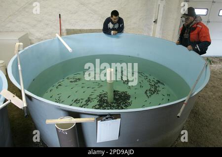 Jason Feltham, an employee of the Kootenai Tribal Sturgeon Hatchery on ...