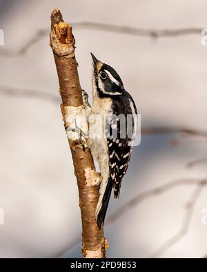 Woodpecker female side view gripping to a tree trunk and displaying ...